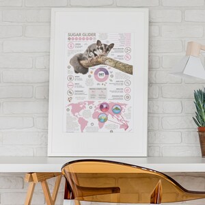 Sugar Glider Poster | Wildlife Animal Infographic Print | Conservation ...