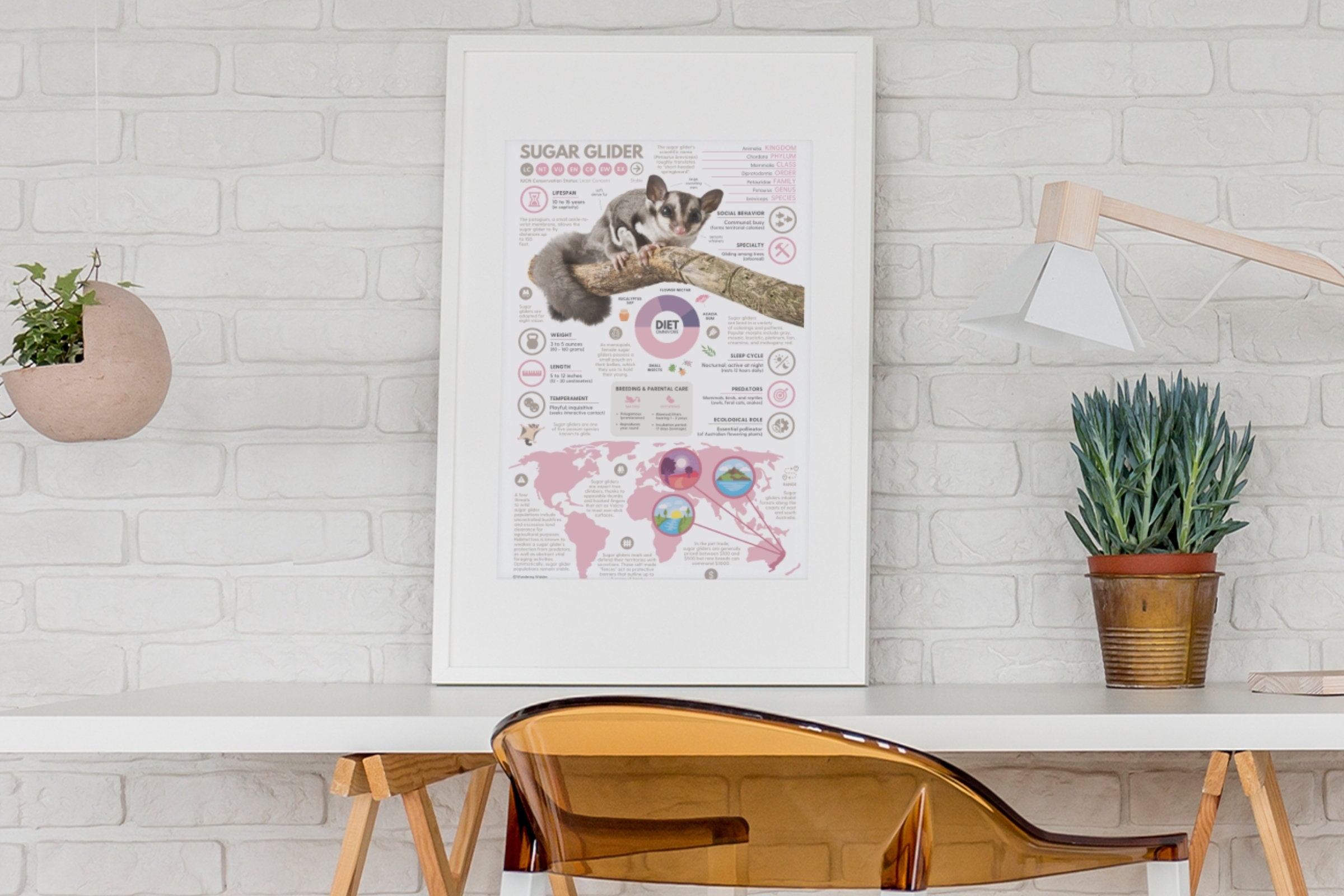 Sugar Glider Poster Wildlife Animal Infographic Print | Etsy