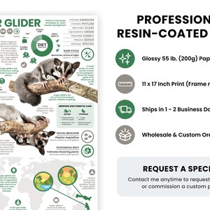 Sugar Glider Poster Animal Infographic Conservation - Etsy
