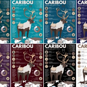 Caribou (reindeer) Print | Exotic Animal Infographic Poster Ft ...