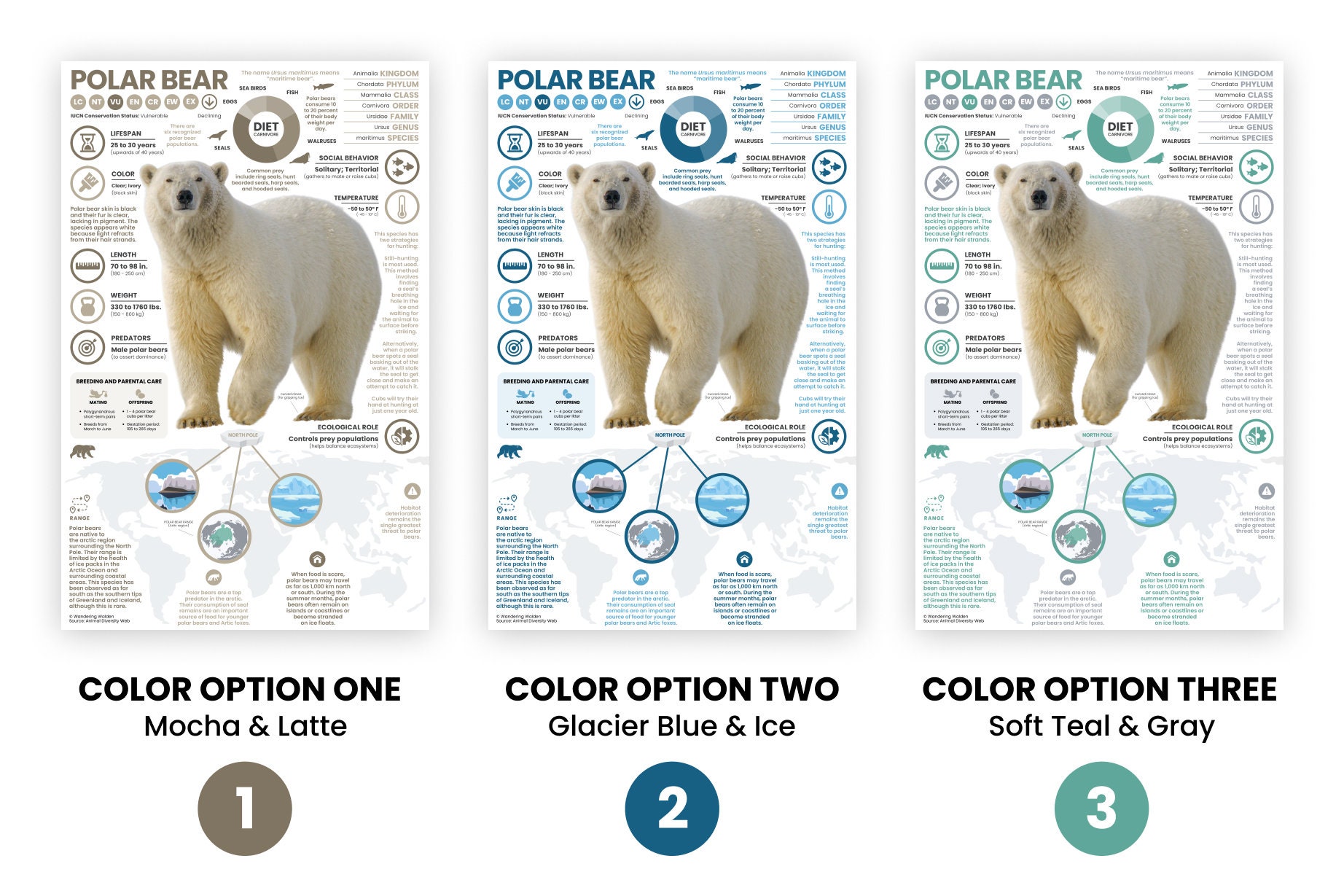 Bear Carnivora Chart