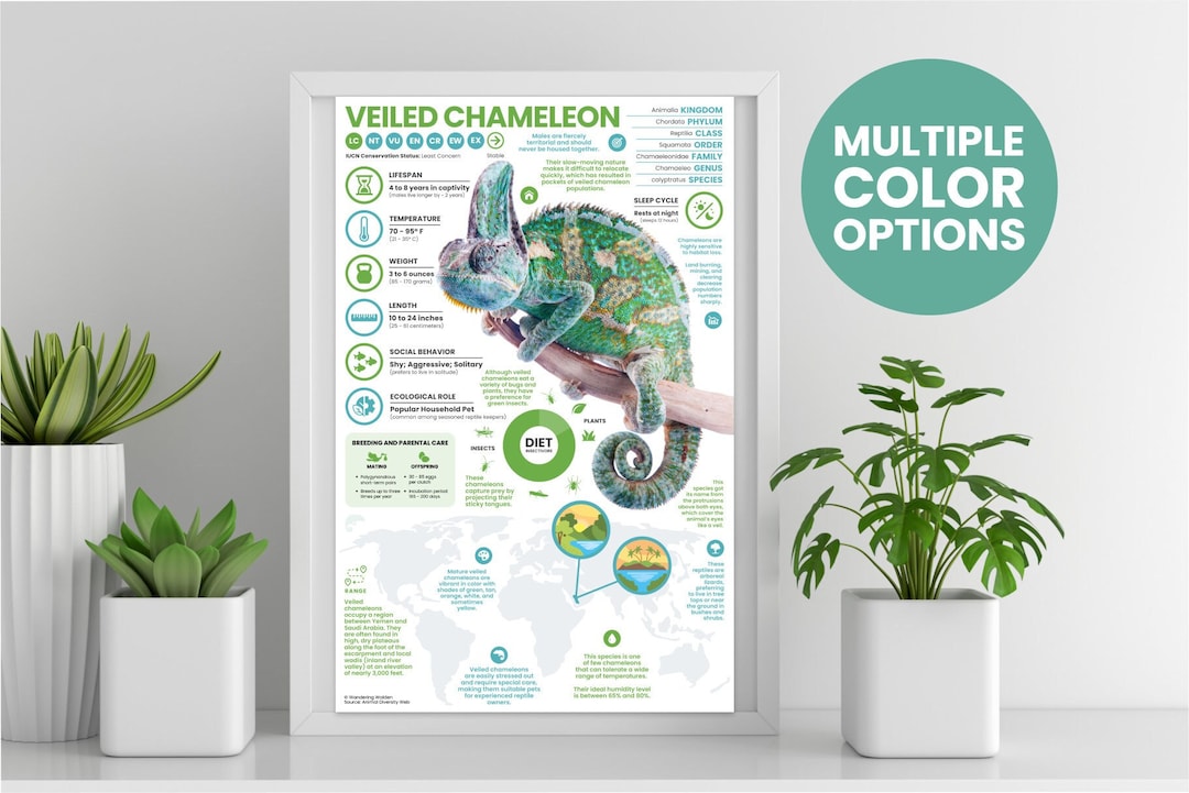 Veiled Chameleon Poster Chameleon Animal Infographic Conservation ...
