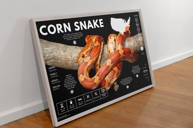 Corn Snake Poster Modern Wildlife Animal Infographic Print - Etsy