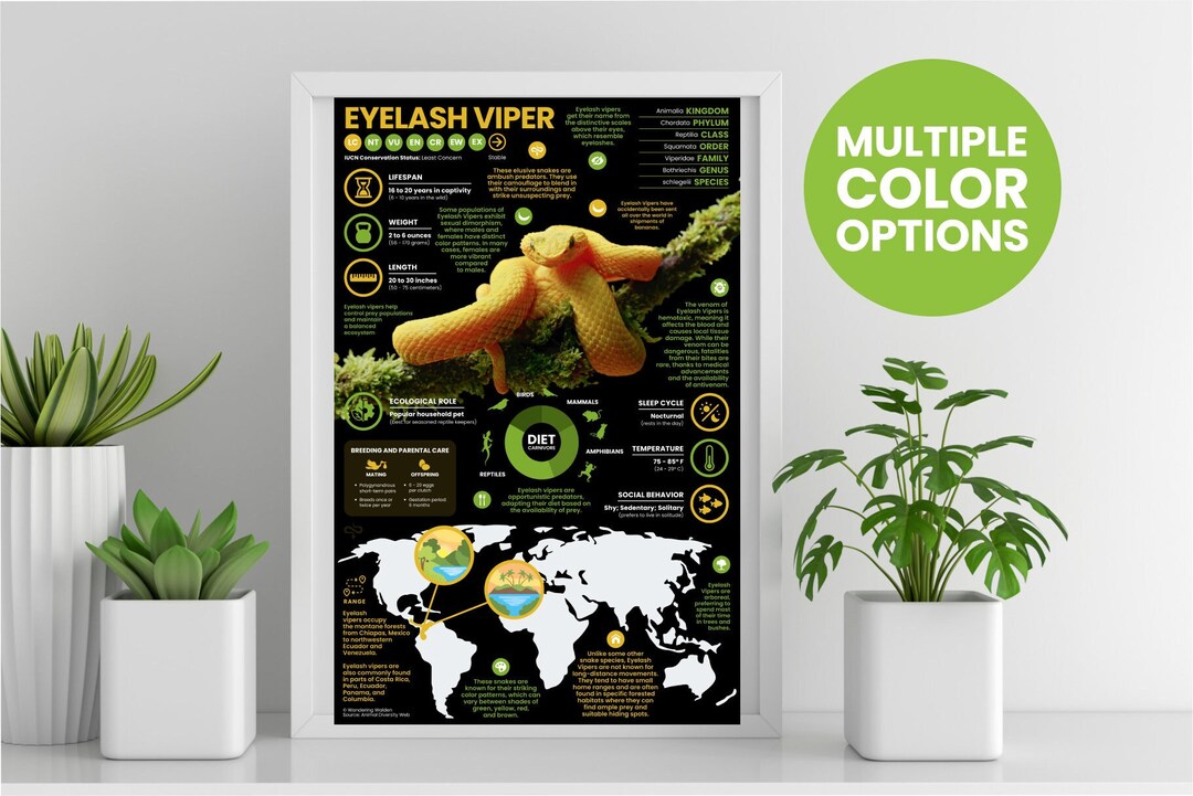 Eyelash Viper Poster | Snake Animal Infographic | Conservation ...