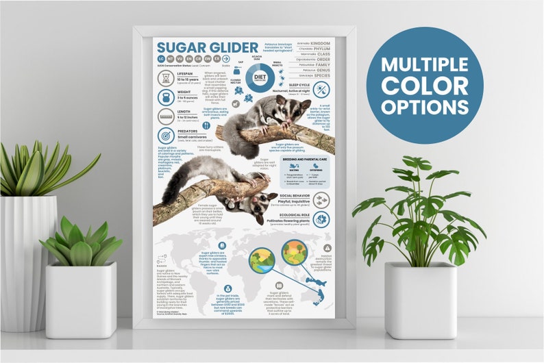 Sugar Glider Poster Animal Infographic Conservation - Etsy
