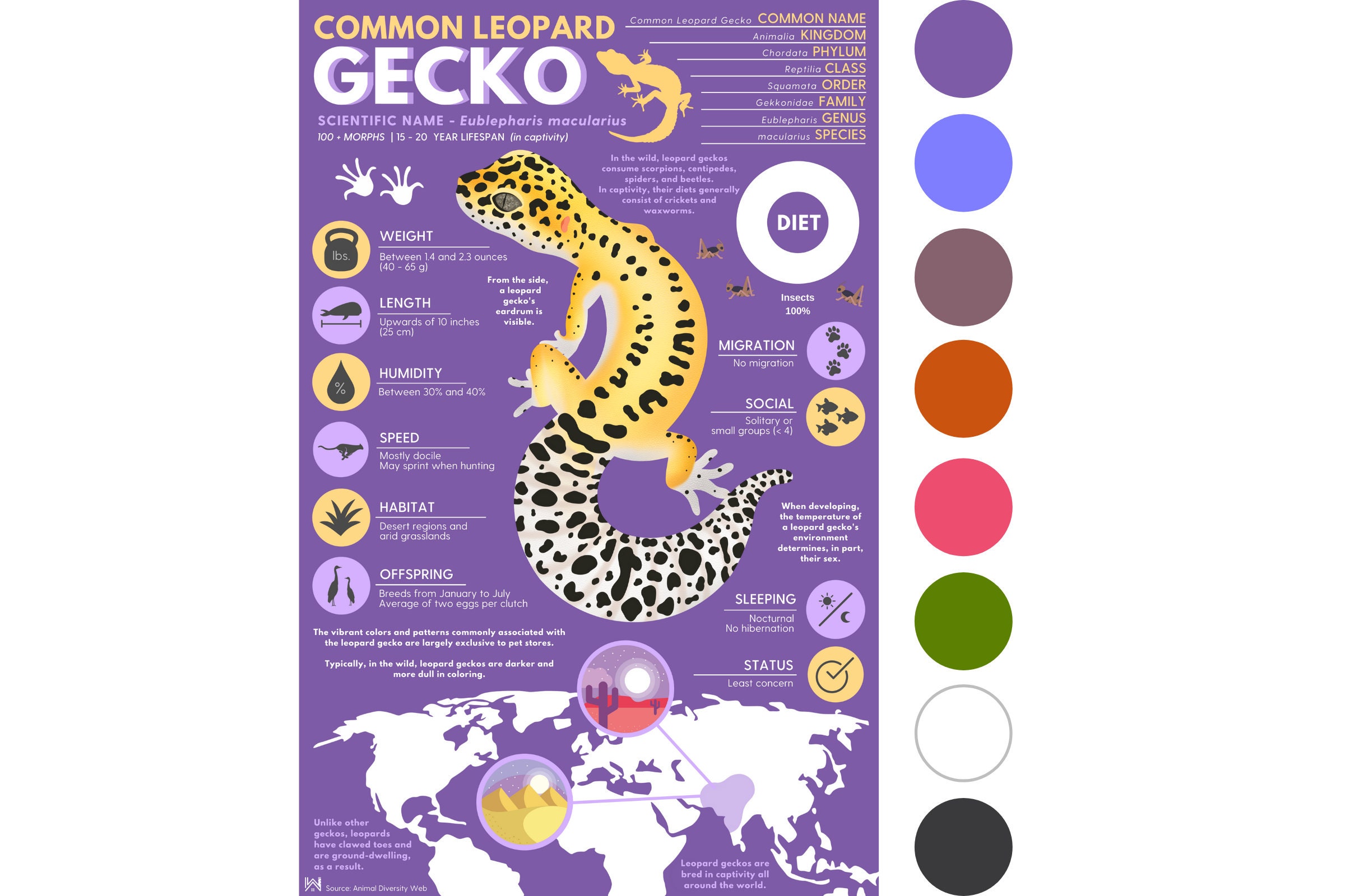 Leopard Gecko Morphs Poster