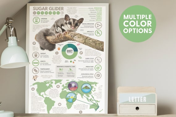 Sugar Glider Poster Wildlife Animal Infographic Print | Etsy