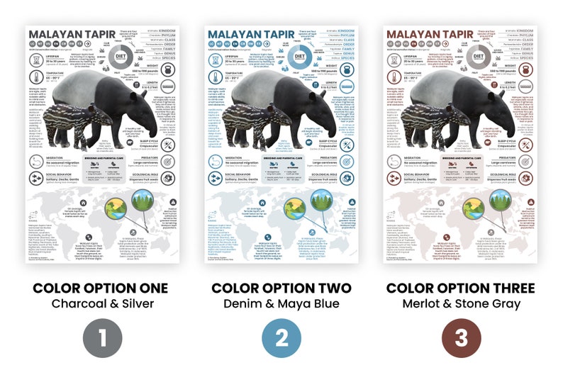 Malayan Tapir Poster | Wildlife Animal Infographic | Conservation ...