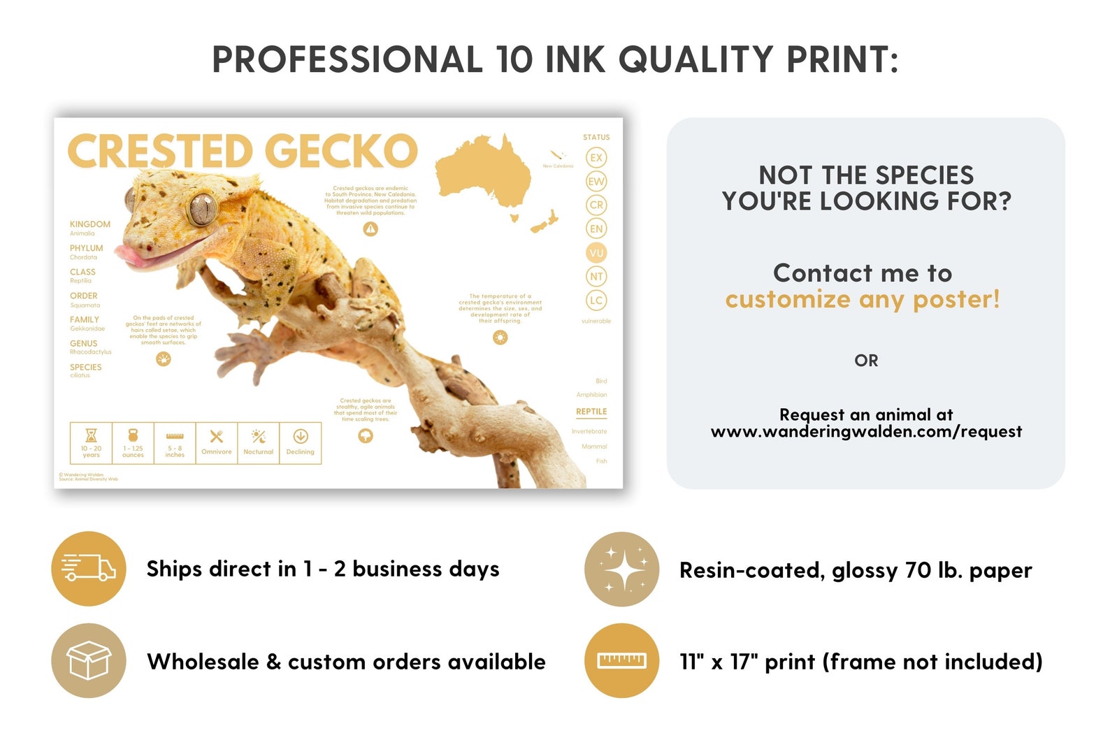 Crested Gecko Poster Modern Wildlife Animal Infographic - Etsy