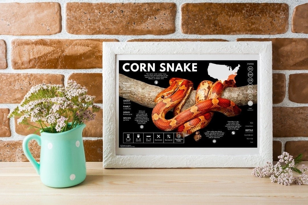 Corn Snake Poster | Modern Wildlife Animal Infographic Print ...