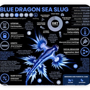Blue Dragon Sea Slug Poster | Glaucus Atlanticus Animal Infographic ...