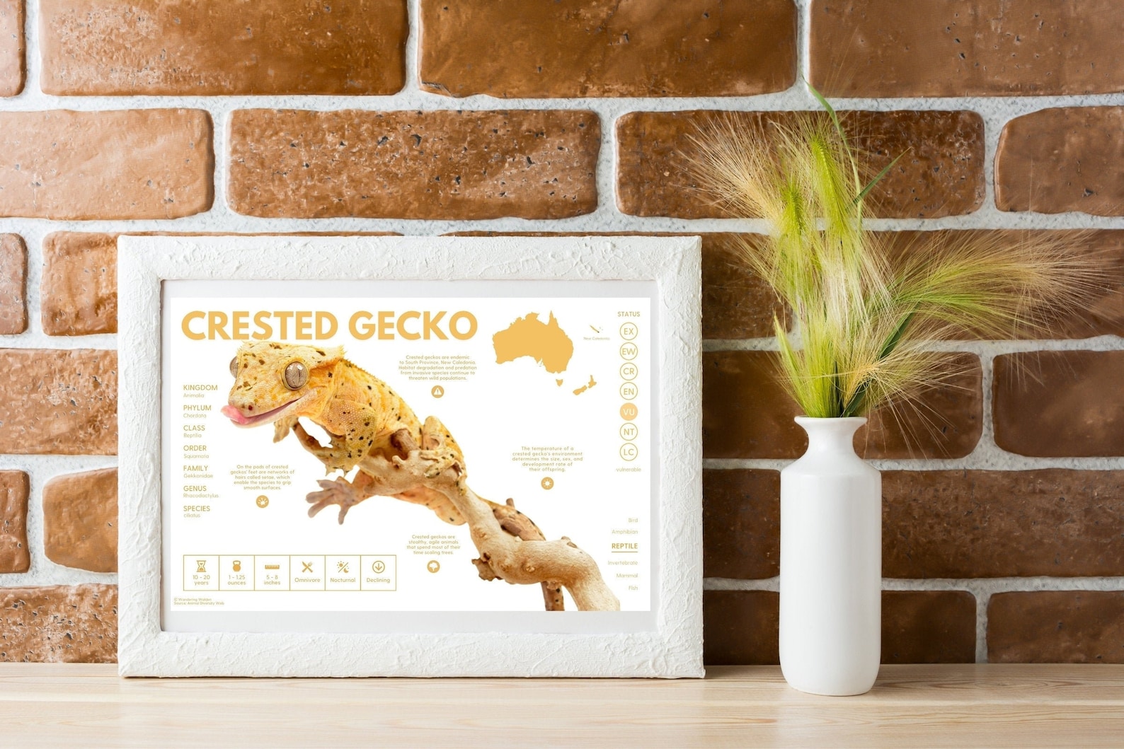 Crested Gecko Poster | Modern Wildlife Animal Infographic Print ...
