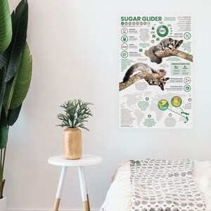 Sugar Glider Poster Animal Infographic Conservation - Etsy