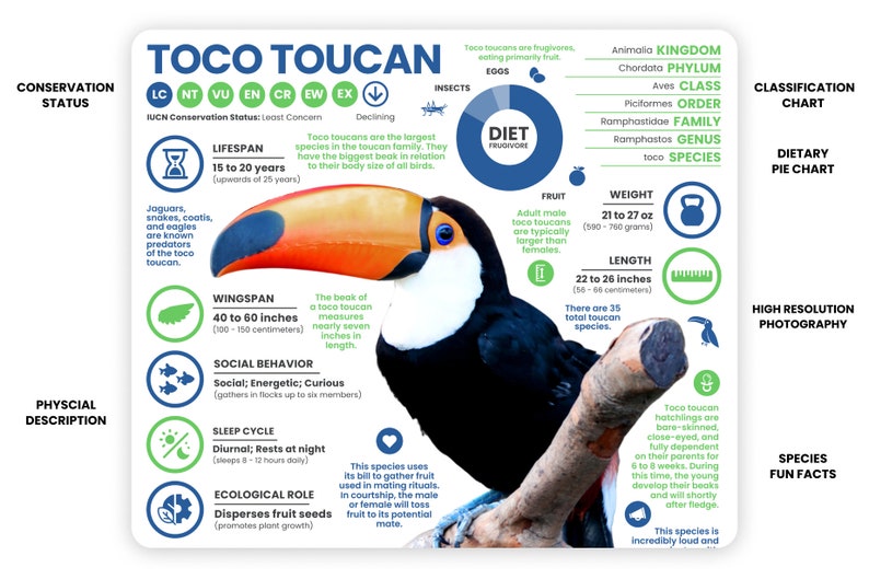 Toco Toucan Poster | Toucan Animal Infographic | Conservation Education ...