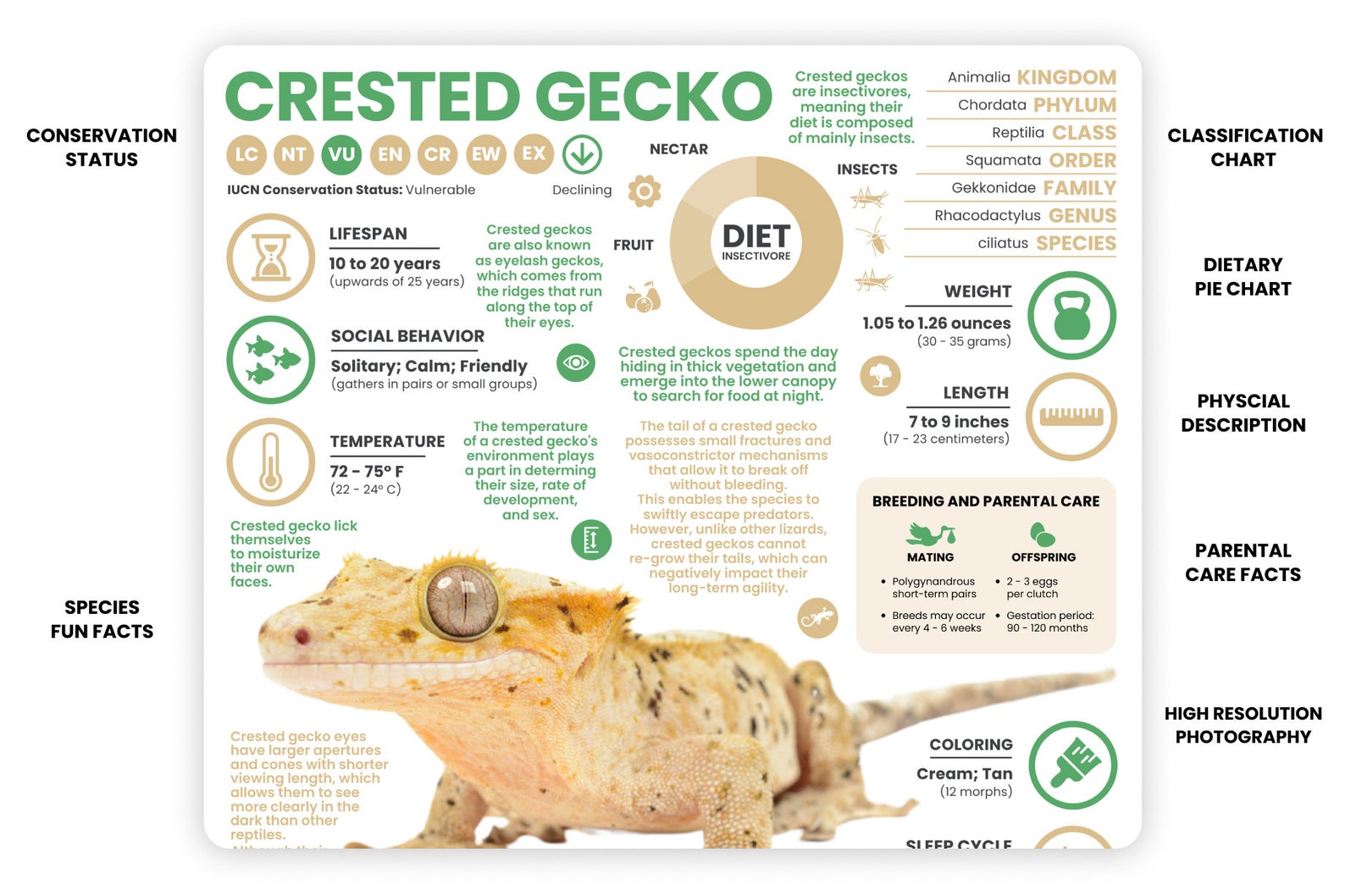 Crested Gecko Poster Reptile Print Wildlife Animal - Etsy