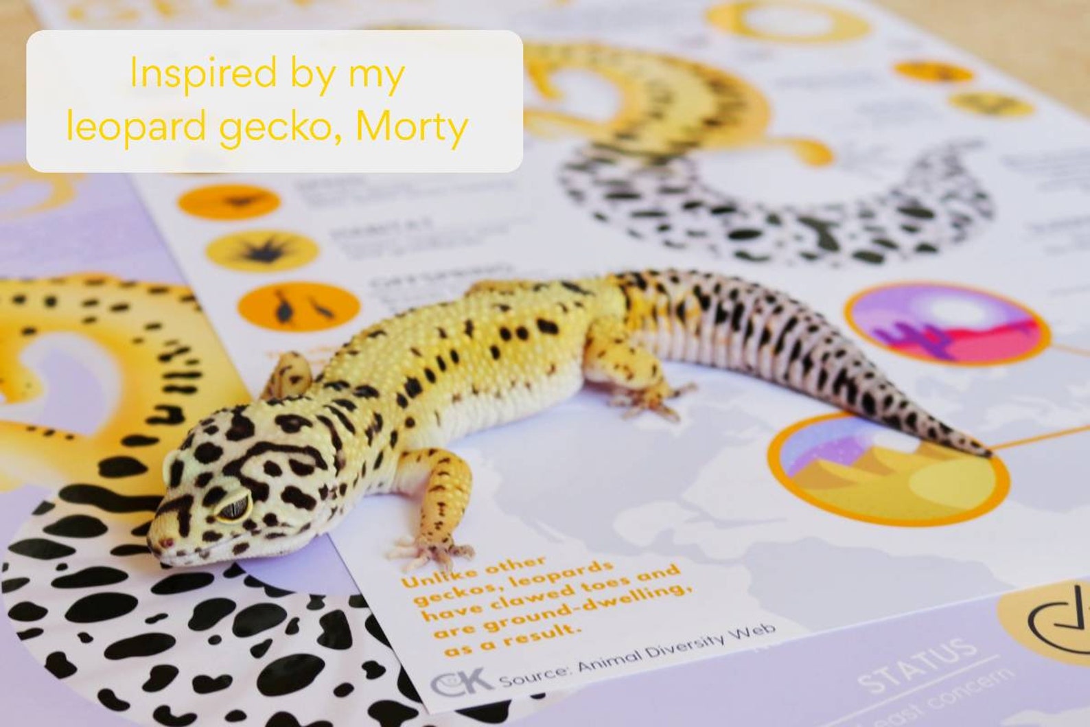 Leopard Gecko Poster | 11" X 17" Animal Infographic Print - Etsy