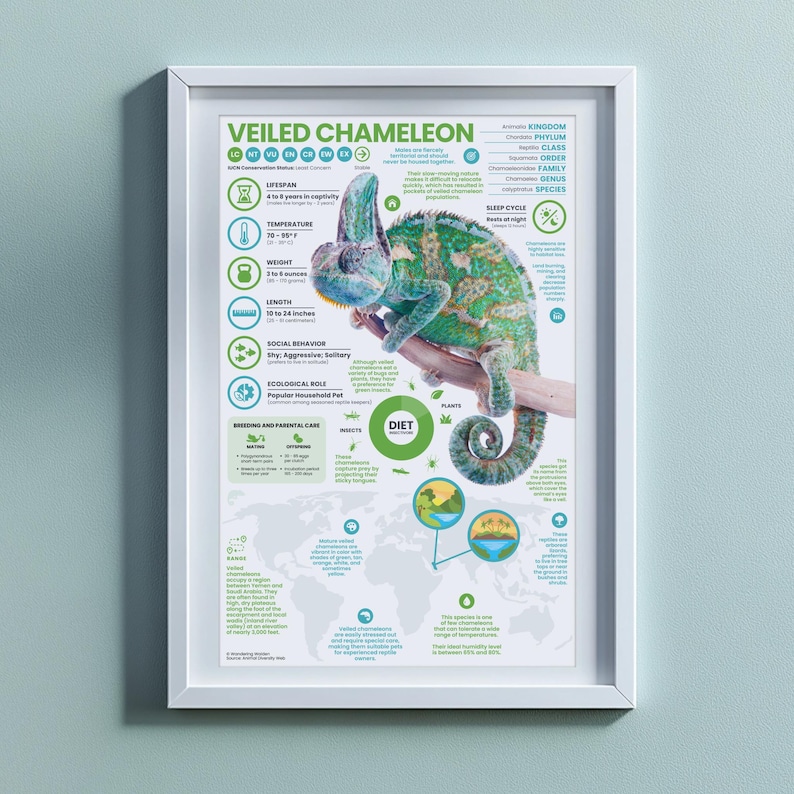 Veiled Chameleon Poster | 11" X 17" Animal Infographic Print - Etsy
