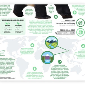 Giant Panda Poster | Wildlife Animal Infographic | Conservation ...