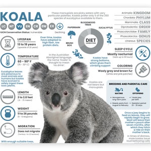 Póster de Koala / Infografía animal / Educación para la conservación 11 ...