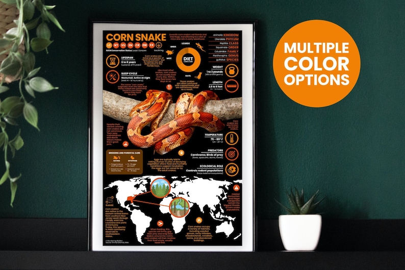 Corn Snake Poster Reptile Infographic Conservation - Etsy
