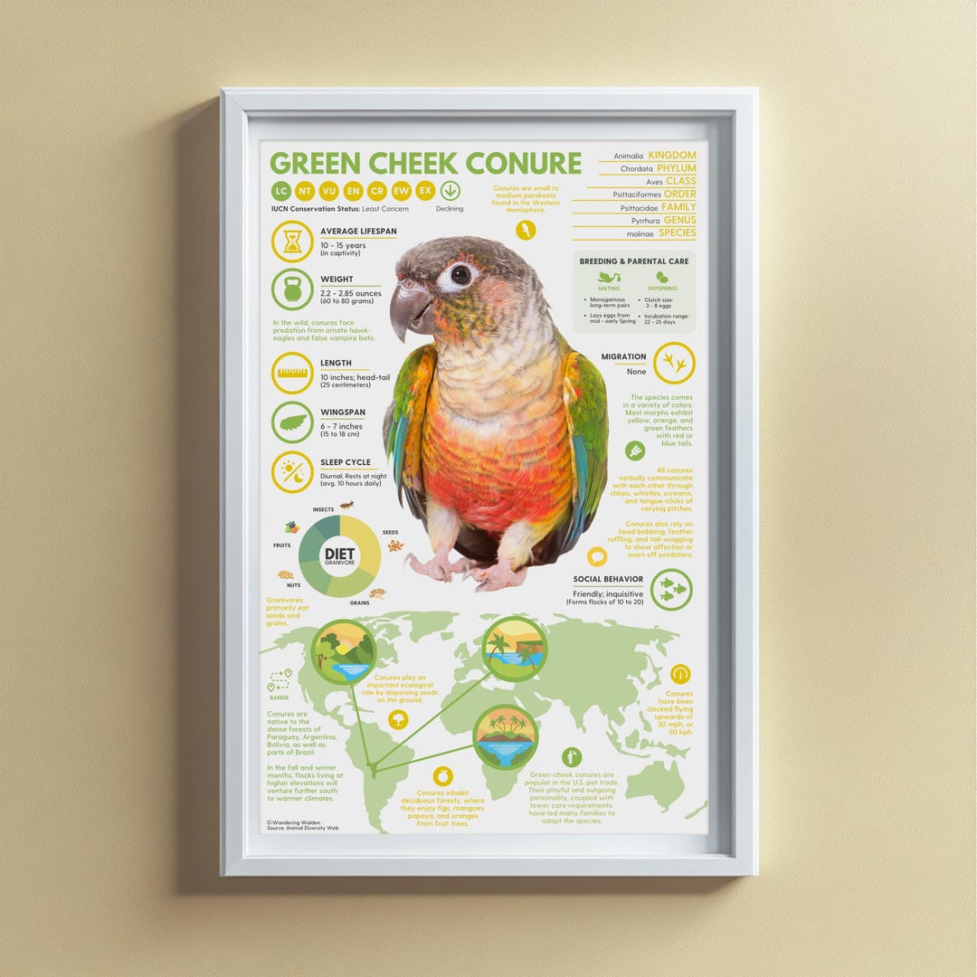 Green Cheek Conure Poster | 11" X 17" Animal Infographic Print - Etsy