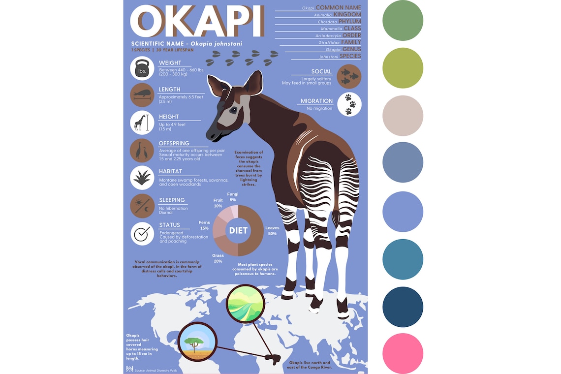 Okapi Print Exotic Animal Infographic Poster ft. Original | Etsy