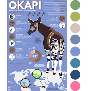 Okapi Print | Exotic Animal Infographic Poster Ft. Original Digital ...