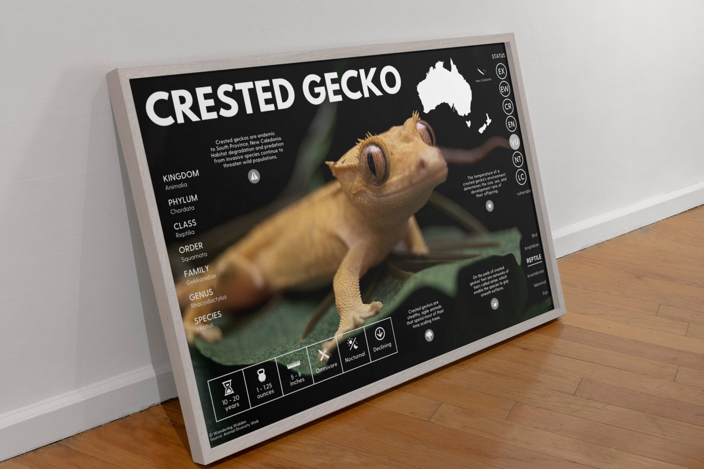 Crested Gecko Poster Modern Wildlife Animal Infographic - Etsy