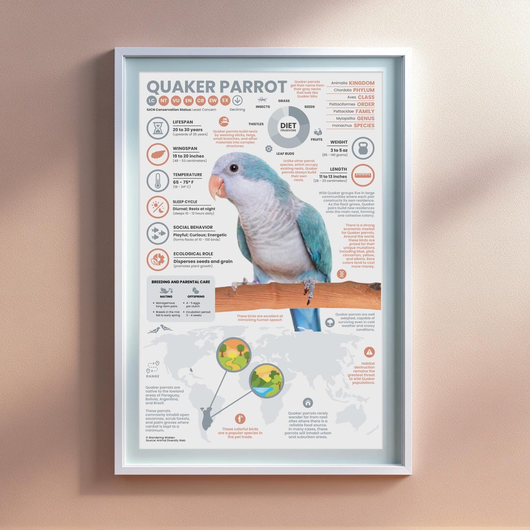 Quaker Parrot Poster | 11" X 17" Animal Infographic Print - Etsy
