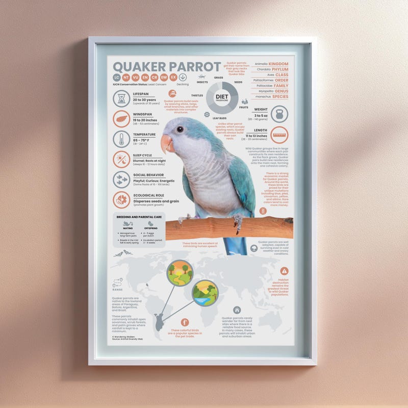 Parrot Poster - Etsy