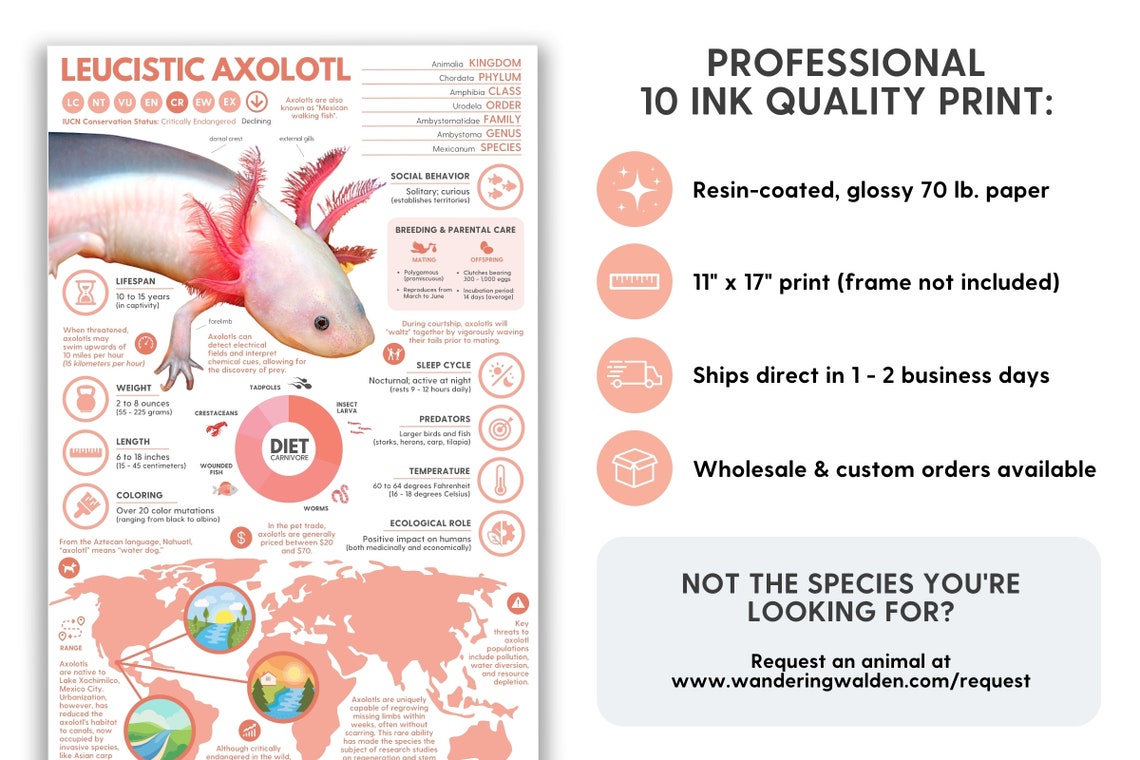 Leukistisches Axolotl Poster | Wildtiere Tier Infografik Print ...
