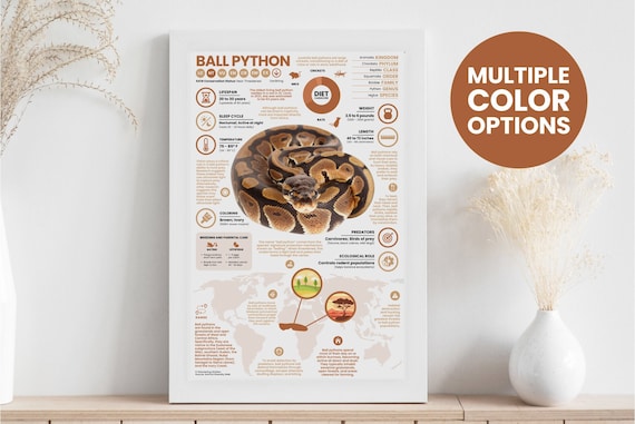 Ball Python Morphs Poster