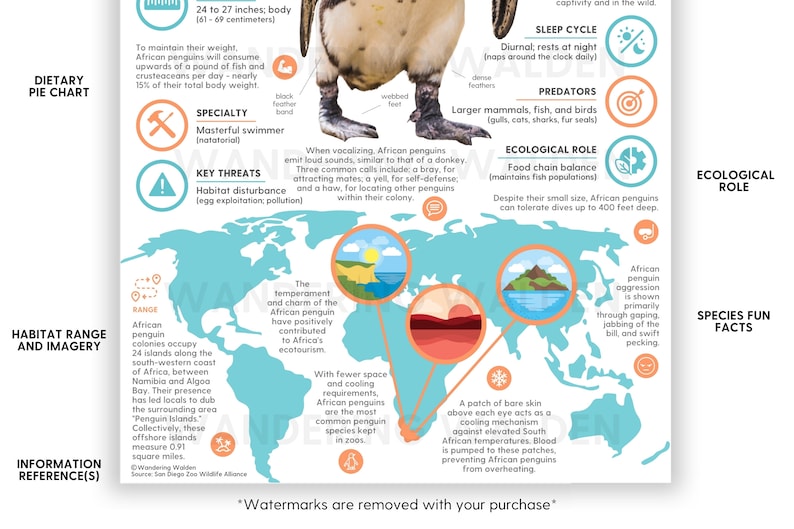 African Penguin Poster | Wildlife Animal Infographic Print ...