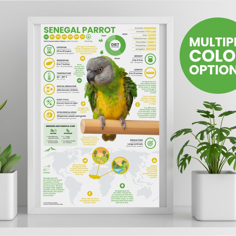 Parrot Poster - Etsy
