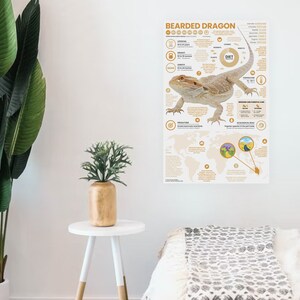 Bearded Dragon Poster Reptile Print Wildlife Animal Infographic ...
