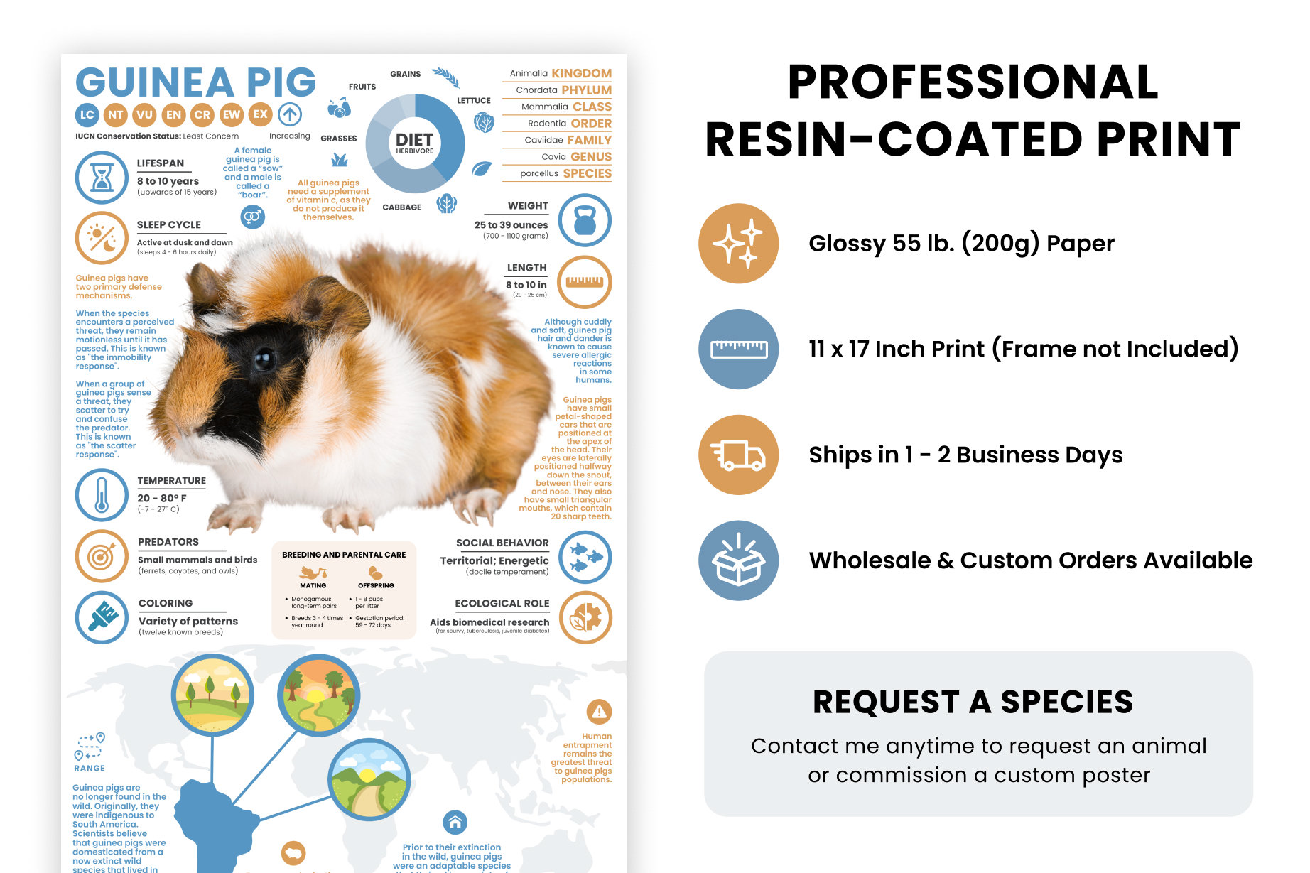 Guinea Pig Poster Animal Infographic Conservation - Etsy