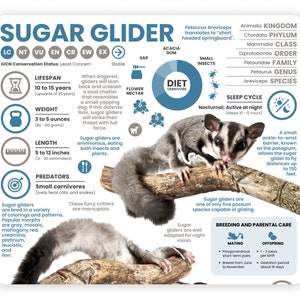 Sugar Glider Poster Animal Infographic Conservation - Etsy