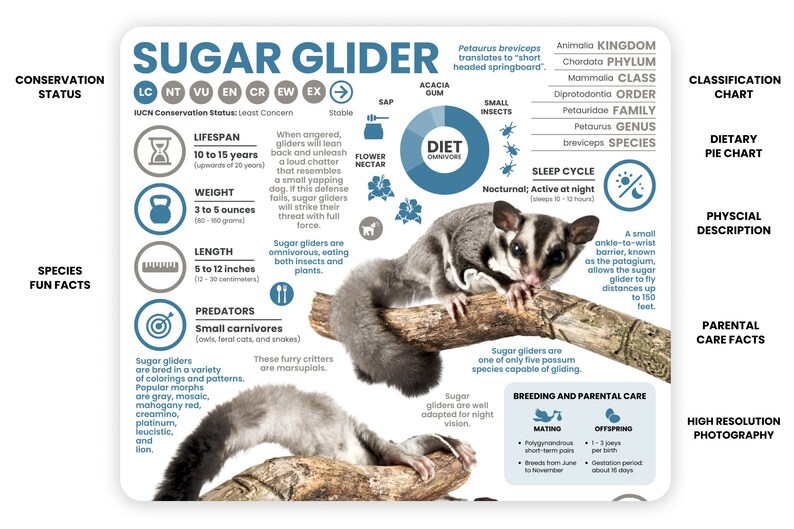 Sugar Glider Poster Animal Infographic Conservation - Etsy