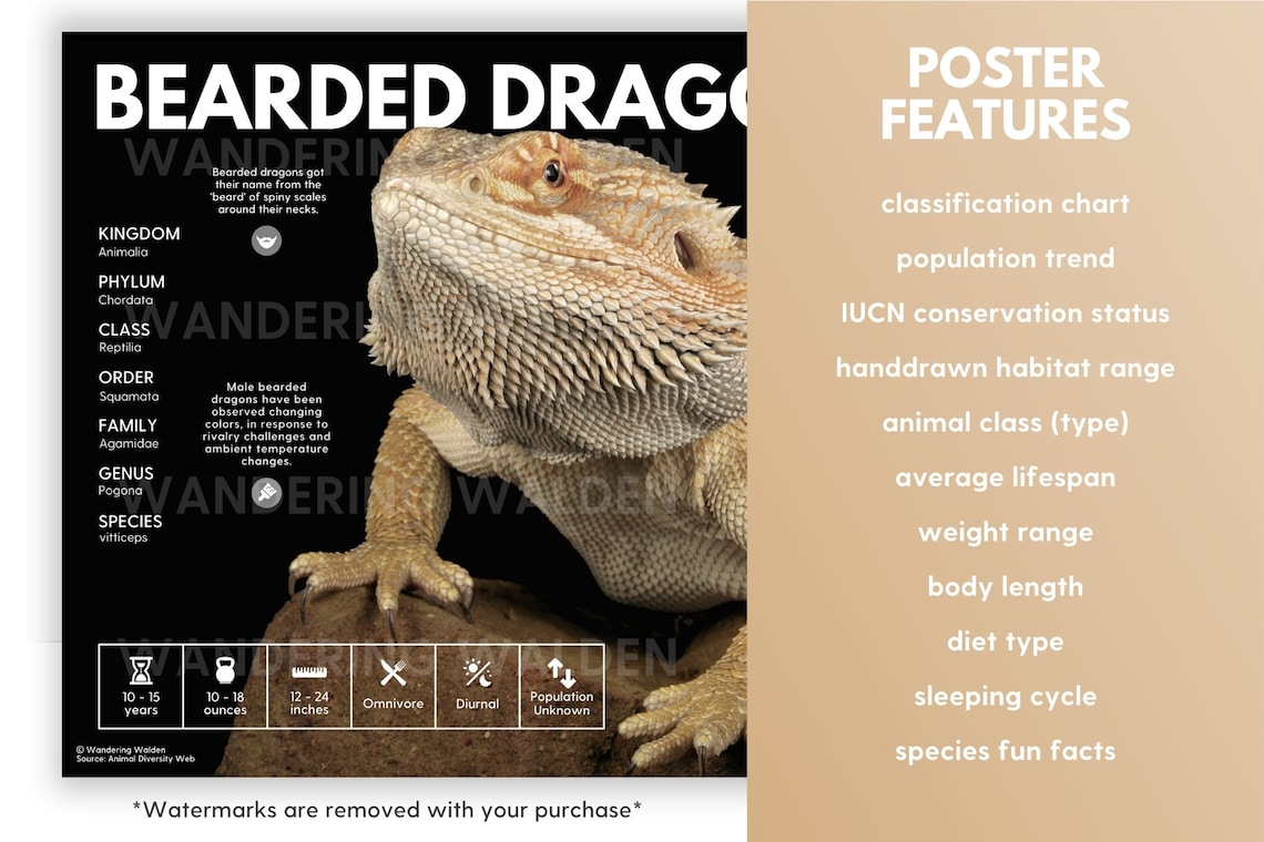 Bearded Dragon Poster Modern Wildlife Animal Infographic | Etsy