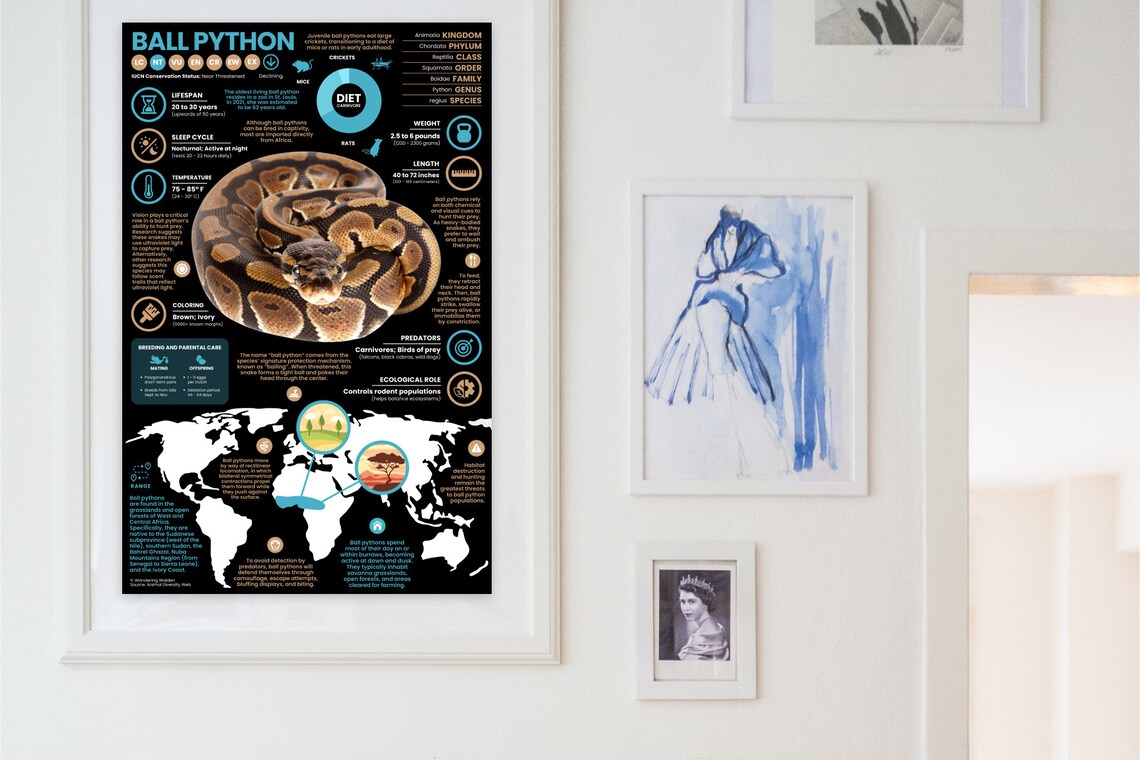 Ball Python Poster Snake Infographic Conservation - Etsy