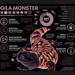 Gila Monster Poster | Reptile Infographic | Conservation Education (11 ...