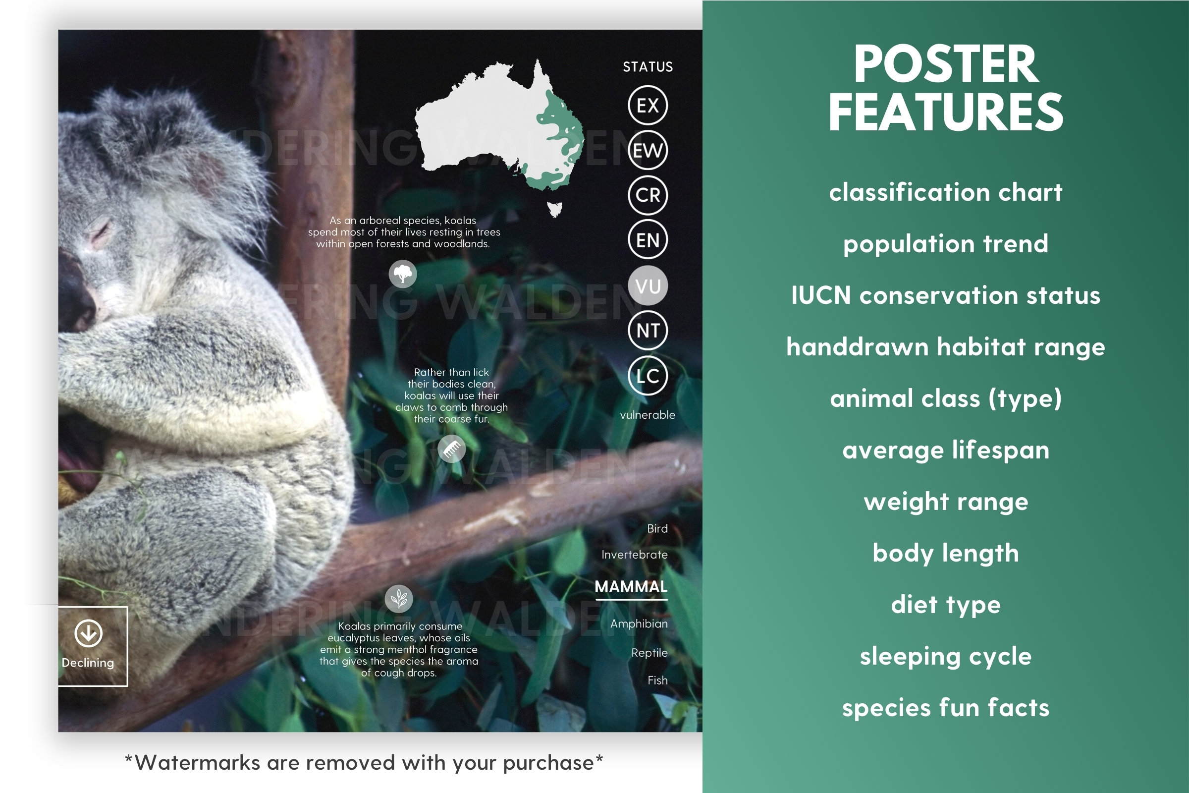 Koala Weight Chart