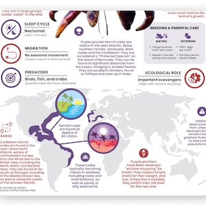 Hermit Crab Poster | Animal Infographic | Conservation Education (11" X ...
