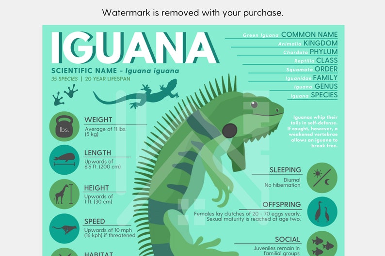 Green Iguana Print Exotic Animal Infographic Poster Ft. - Etsy