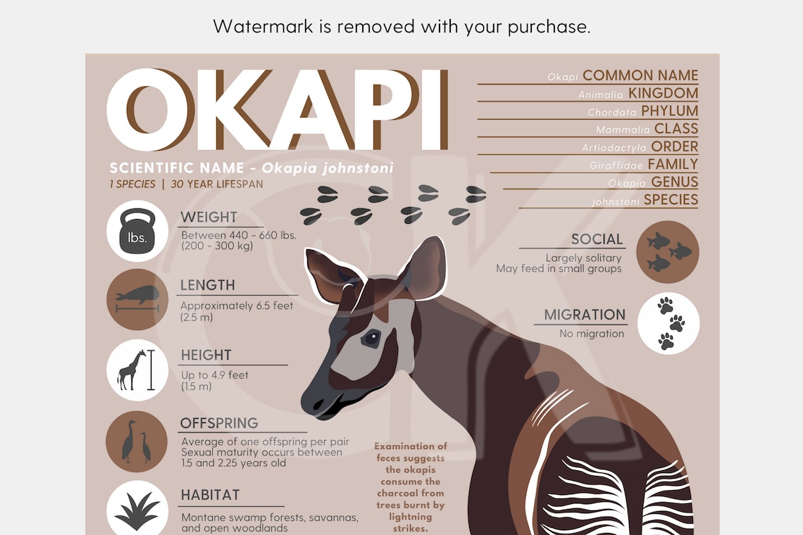 Okapi Print Exotic Animal Infographic Poster ft. Original | Etsy