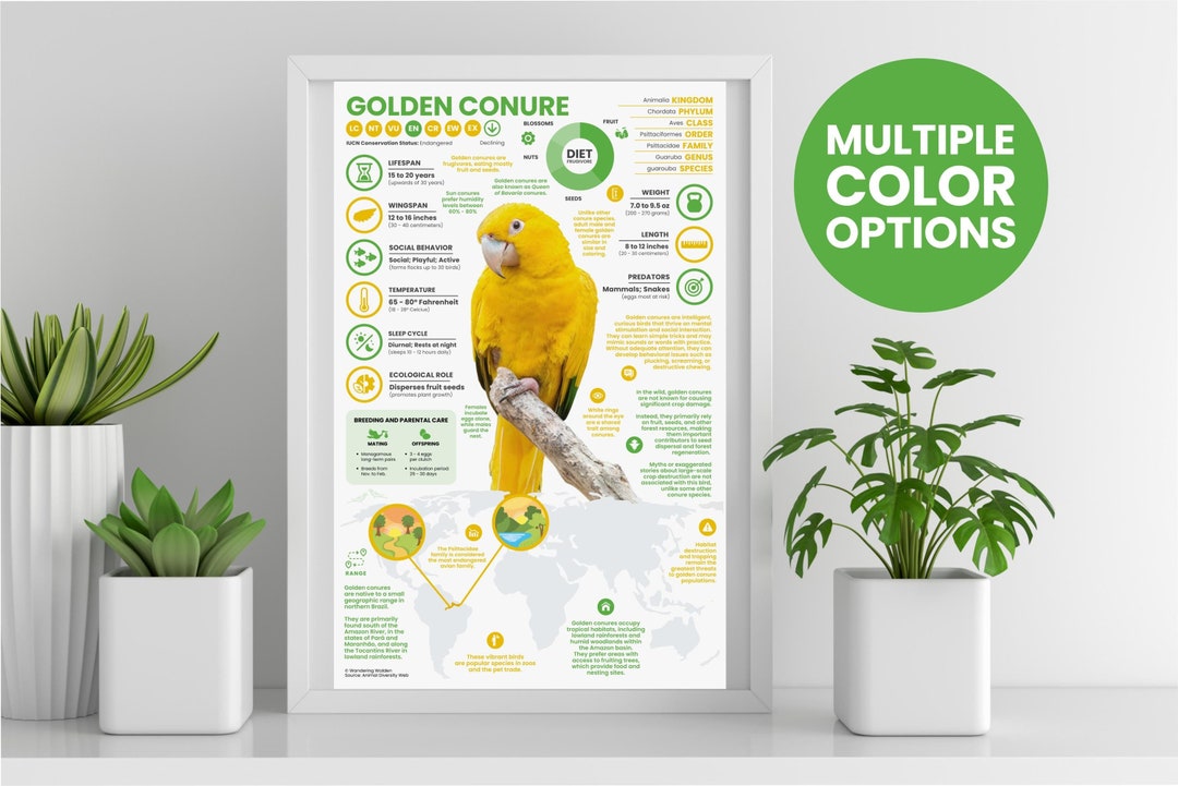 Golden Conure Poster | Parrot Print | Wildlife Animal Infographic ...