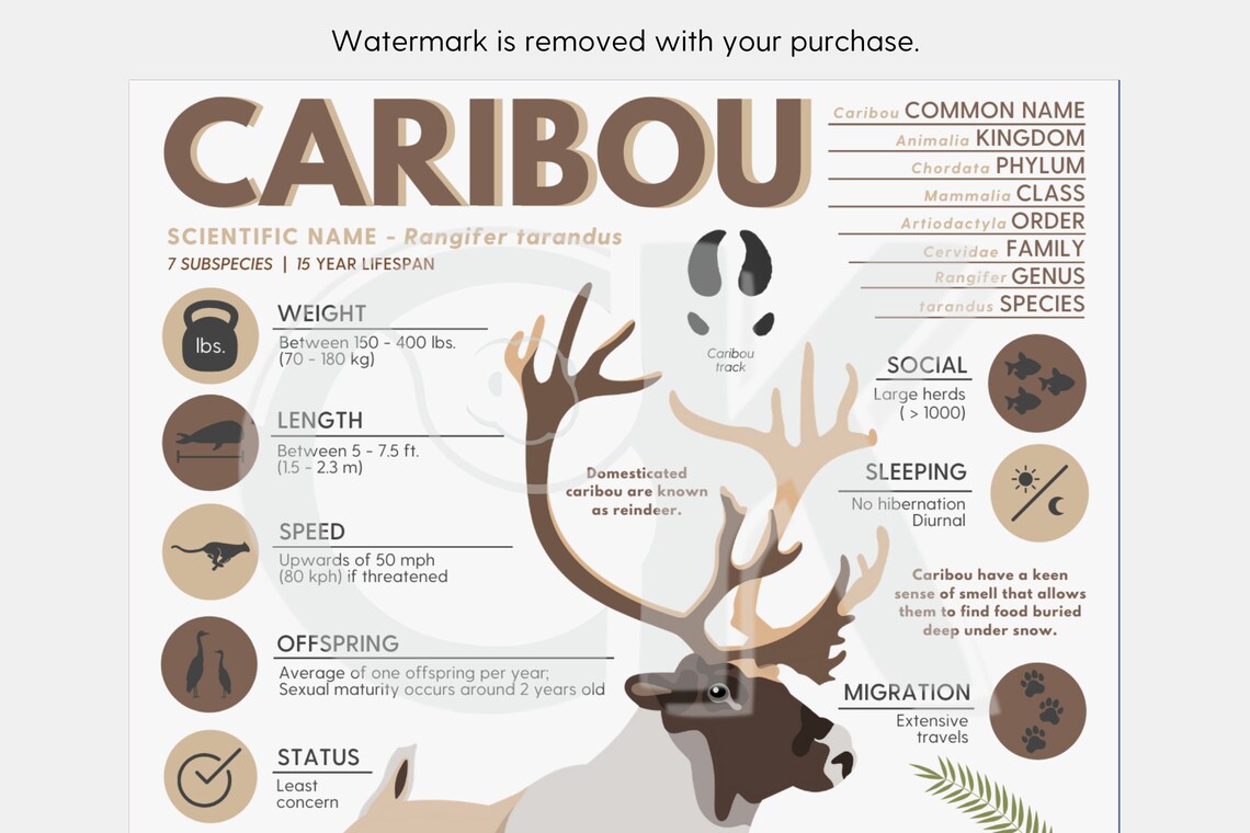 Caribou (reindeer) Print | Exotic Animal Infographic Poster Ft ...