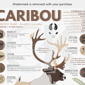 Caribou (reindeer) Print | Exotic Animal Infographic Poster Ft ...