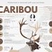 Caribou (reindeer) Print | Exotic Animal Infographic Poster Ft ...