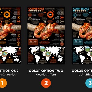 Corn Snake Poster Reptile Infographic Conservation Education 11 X 17 - Etsy